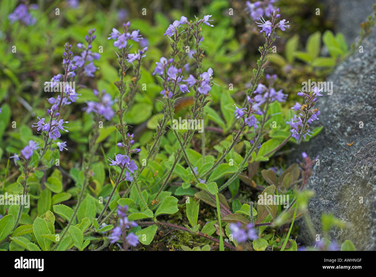 Heath Speedwell Veronica officinalis near Boat of Garten Highland ...