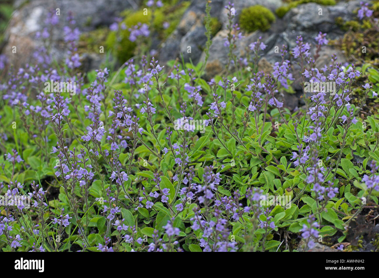 Heath Speedwell Veronica officinalis near Boat of Garten Highland ...