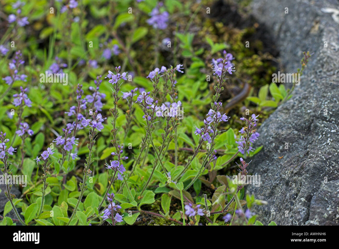 Heath Speedwell Veronica officinalis near Boat of Garten Highland ...