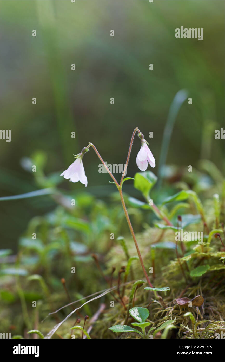 Twinflower Linnaea borealis Scotland Stock Photo - Alamy