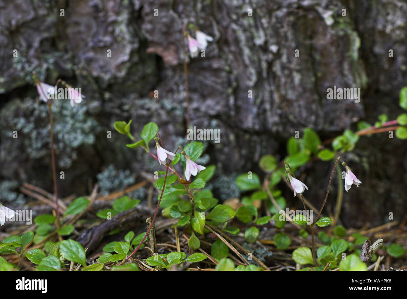 Twinflower Linnaea borealis Scotland Stock Photo - Alamy
