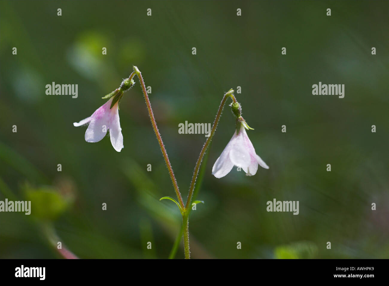 Twinflower Linnaea borealis Scotland Stock Photo - Alamy