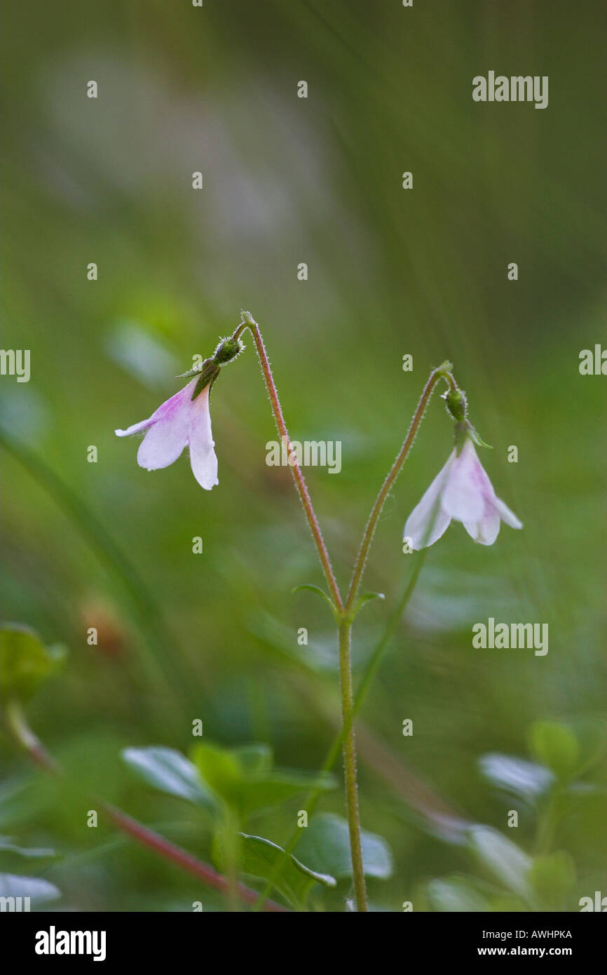 Twinflower Linnaea borealis Scotland Stock Photo - Alamy