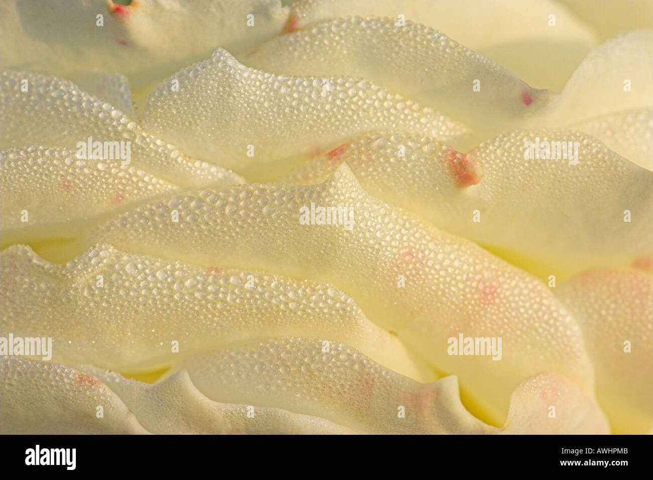 Ringwood garden hi-res stock photography and images - Alamy