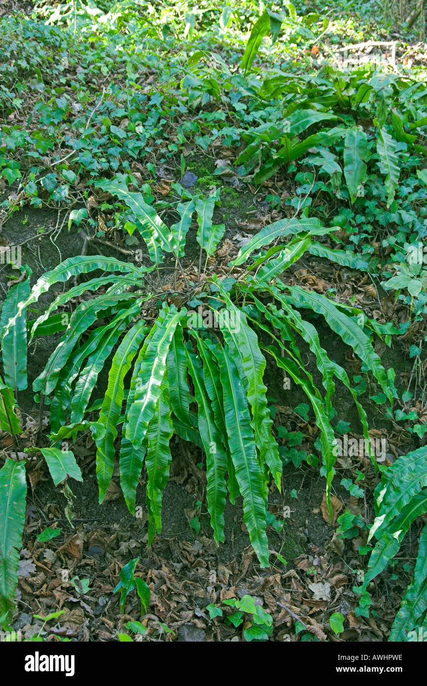 Hartstongue fern Phyllitis scolopendrium in damp woodland Somerset ...