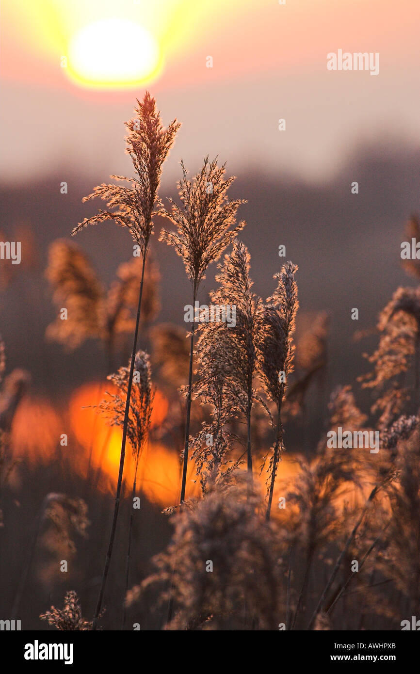 Common reed Phragmites australis seed heads at sunset Somerset England ...