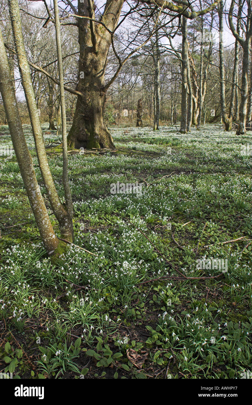 Snowdrop Galanthus nivalis mass on woodland floor Islay Scotland Stock ...
