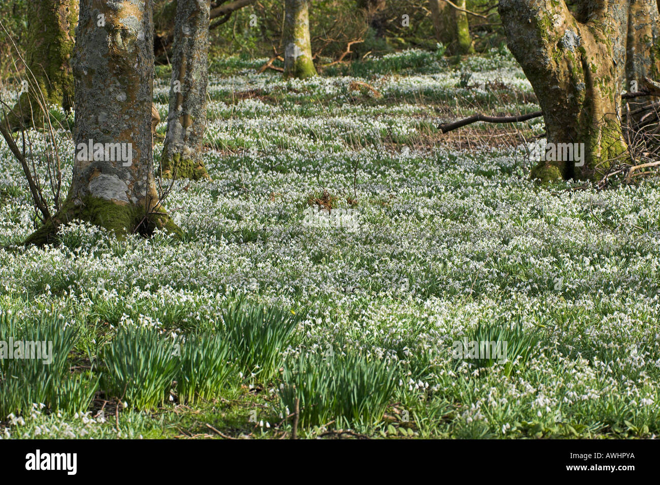 Snowdrop Galanthus nivalis mass on woodland floor Islay Scotland Stock ...