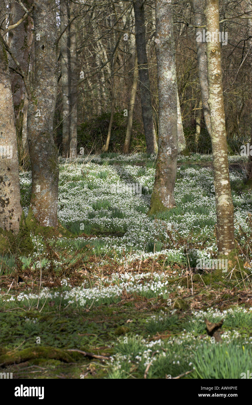 Snowdrop Galanthus nivalis mass on woodland floor Islay Scotland Stock ...