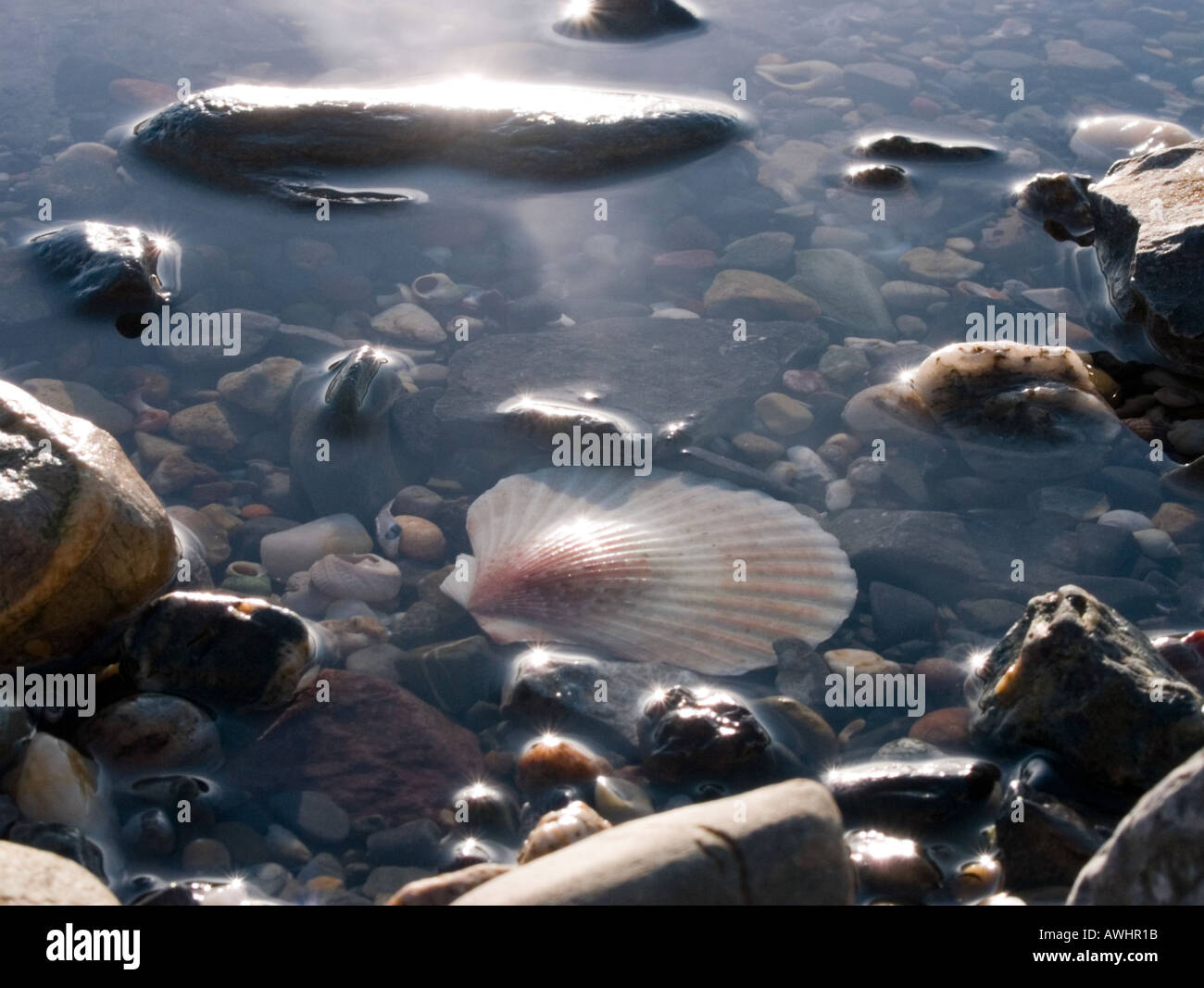 Rock scallop hi-res stock photography and images - Alamy