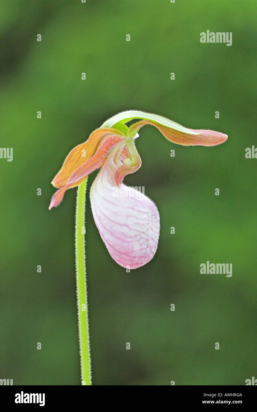 Moccasin flower Cypripedium acuale growing in cultivation Ringwood ...