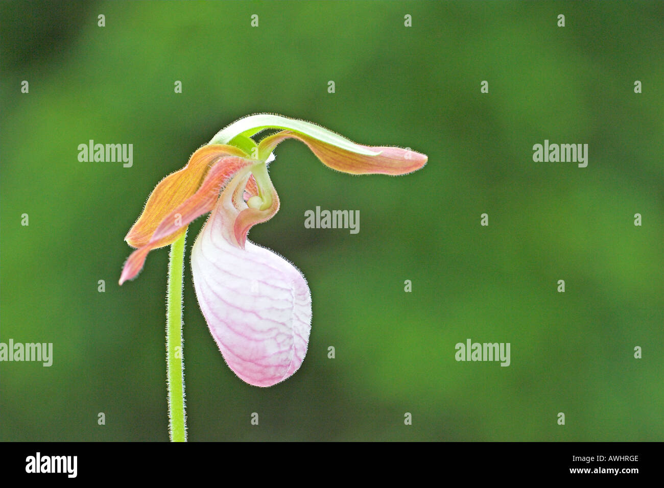 Moccasin flower Cypripedium acuale growing in cultivation Ringwood ...
