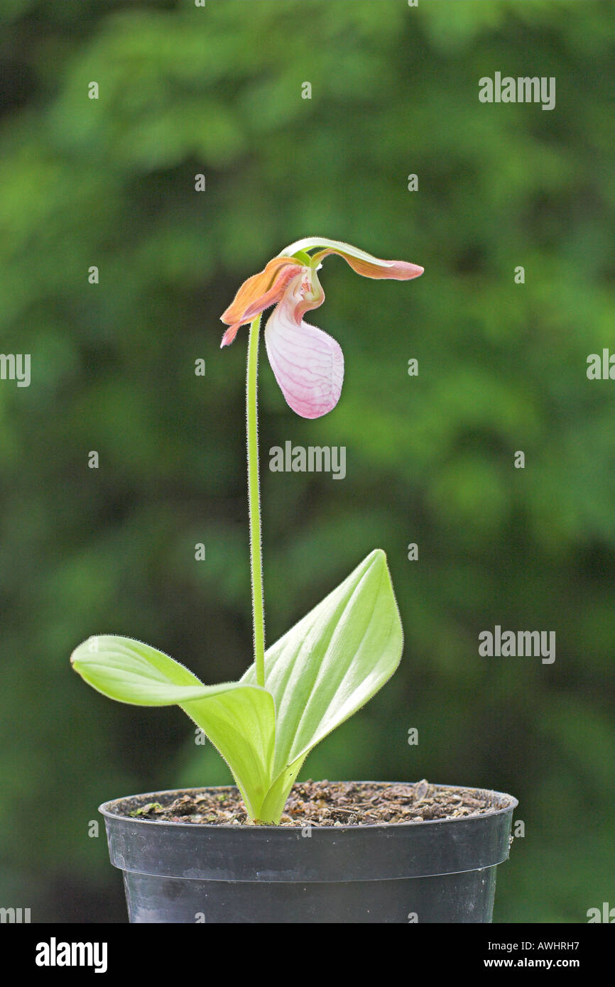 Moccasin flower Cypripedium acuale growing in cultivation Ringwood ...
