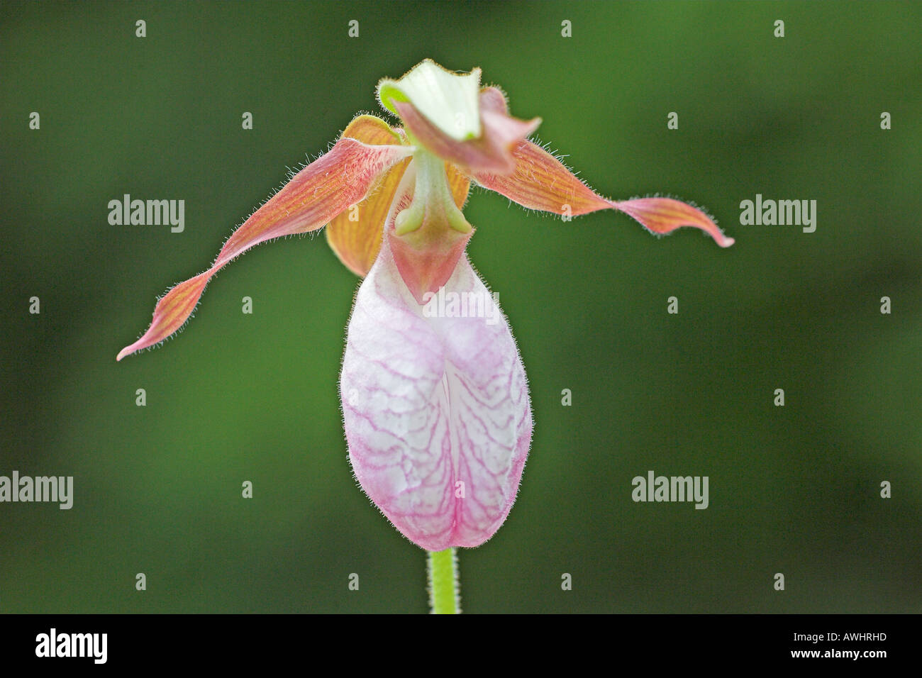 Moccasin flower Cypripedium acuale growing in cultivation Ringwood ...