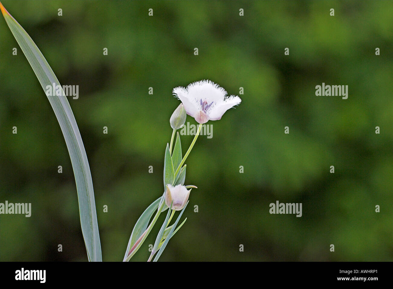 Tolmic star tulip Calochortus tolmiei growing in cultivation Ringwood ...