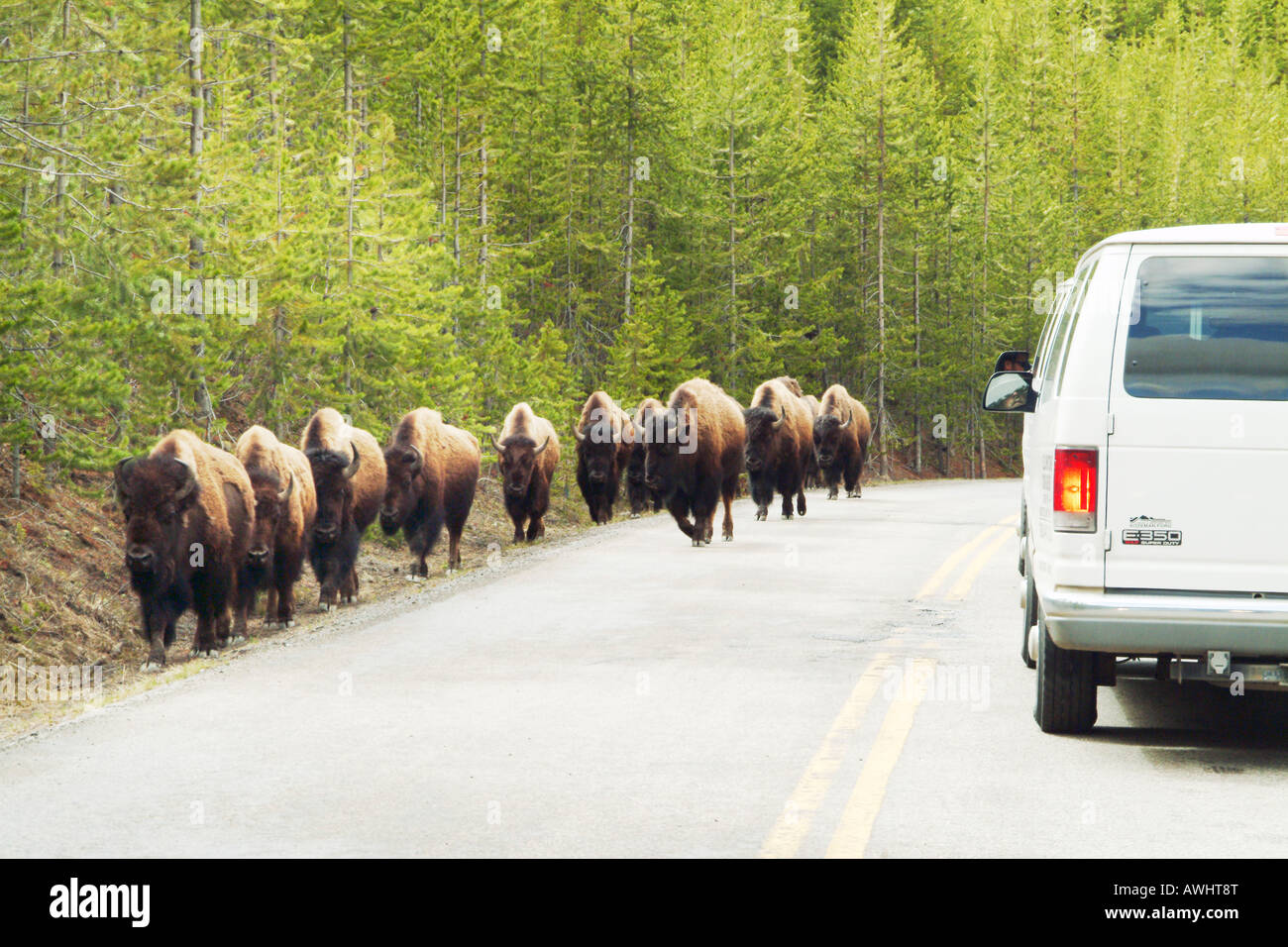 Bison on the road passing van in Yellowstone National Park, Wyoming ...