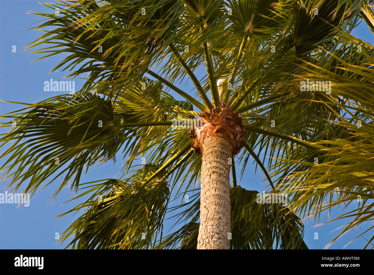 Top of crown hi-res stock photography and images - Alamy