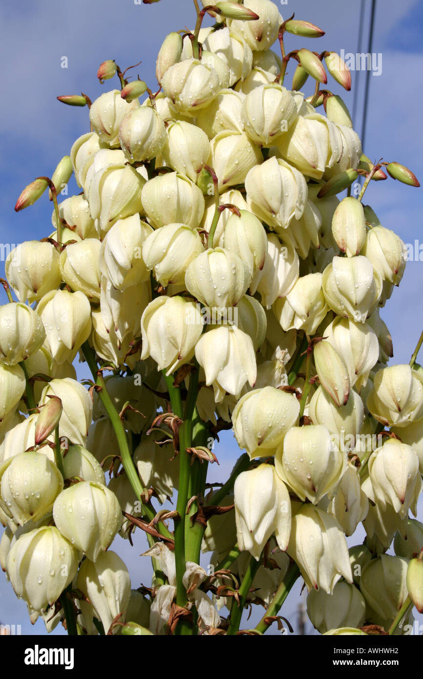 Yucca gloriosa plant flowering hi-res stock photography and images - Alamy