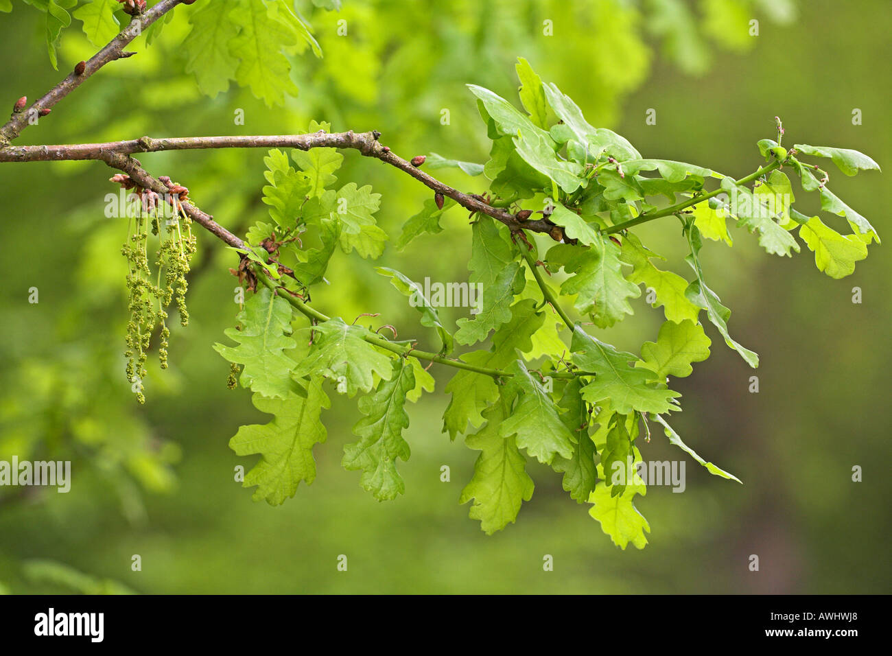 New forest oak tree hampshire flowers hi-res stock photography and ...