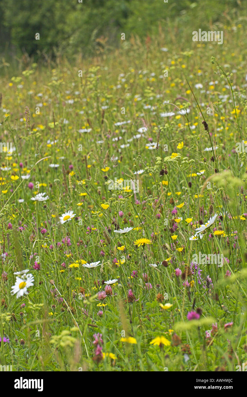Wild flower meadow at Kingcombe nature reserve Dorset Wildlife Trust ...