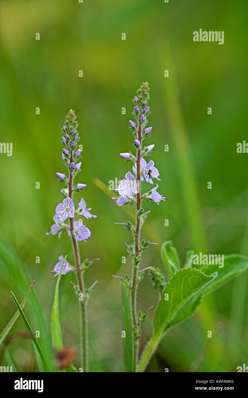 Heath speedwell Veronica officinalis growing on grassy roadside bank ...