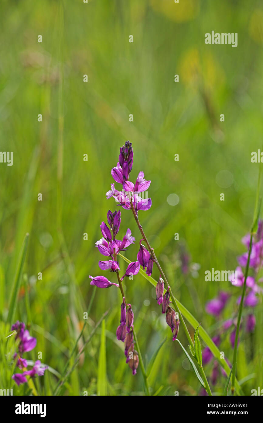 Common milkwort Polygala vulgaris growing on grassy roadside bank near ...