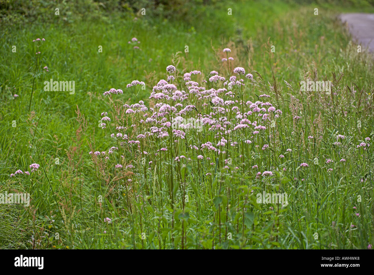 Valeriana dioica hi-res stock photography and images - Alamy