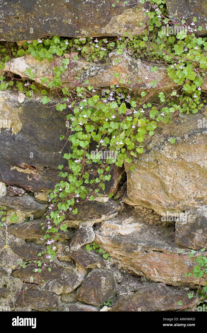 Creeping toadflax hi-res stock photography and images - Alamy