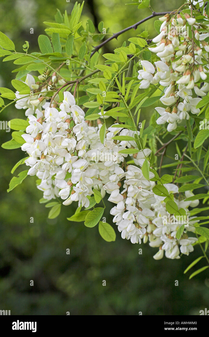 False acacia Robinia pseudoacacia flower flowers in racems near Bourges ...