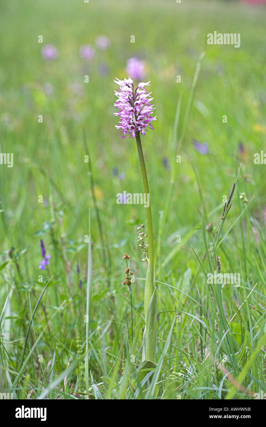 Monkey orchid Orchis simia growing on roadside bank near Romorantin ...