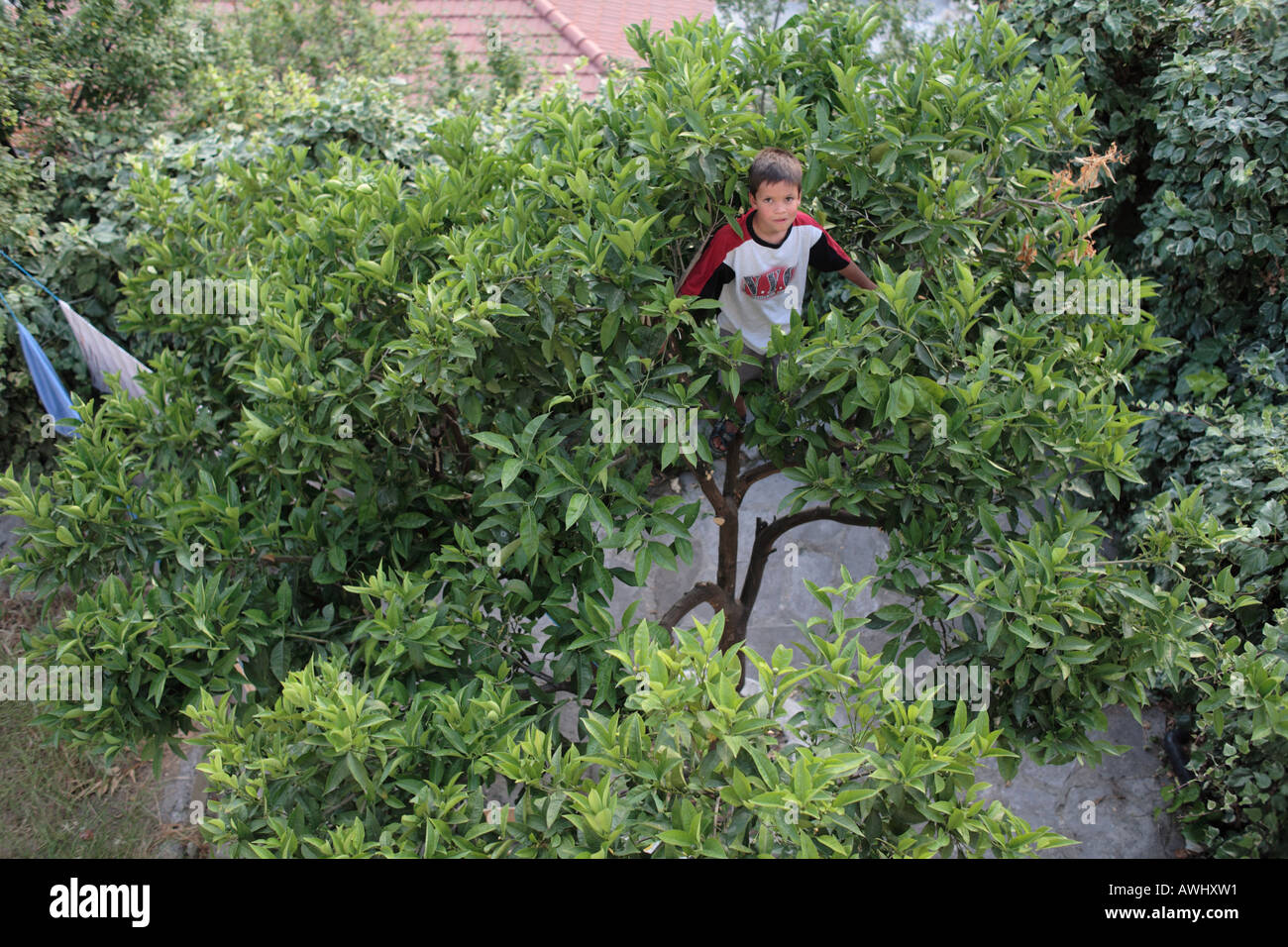boy climbing orange tree Stock Photo - Alamy