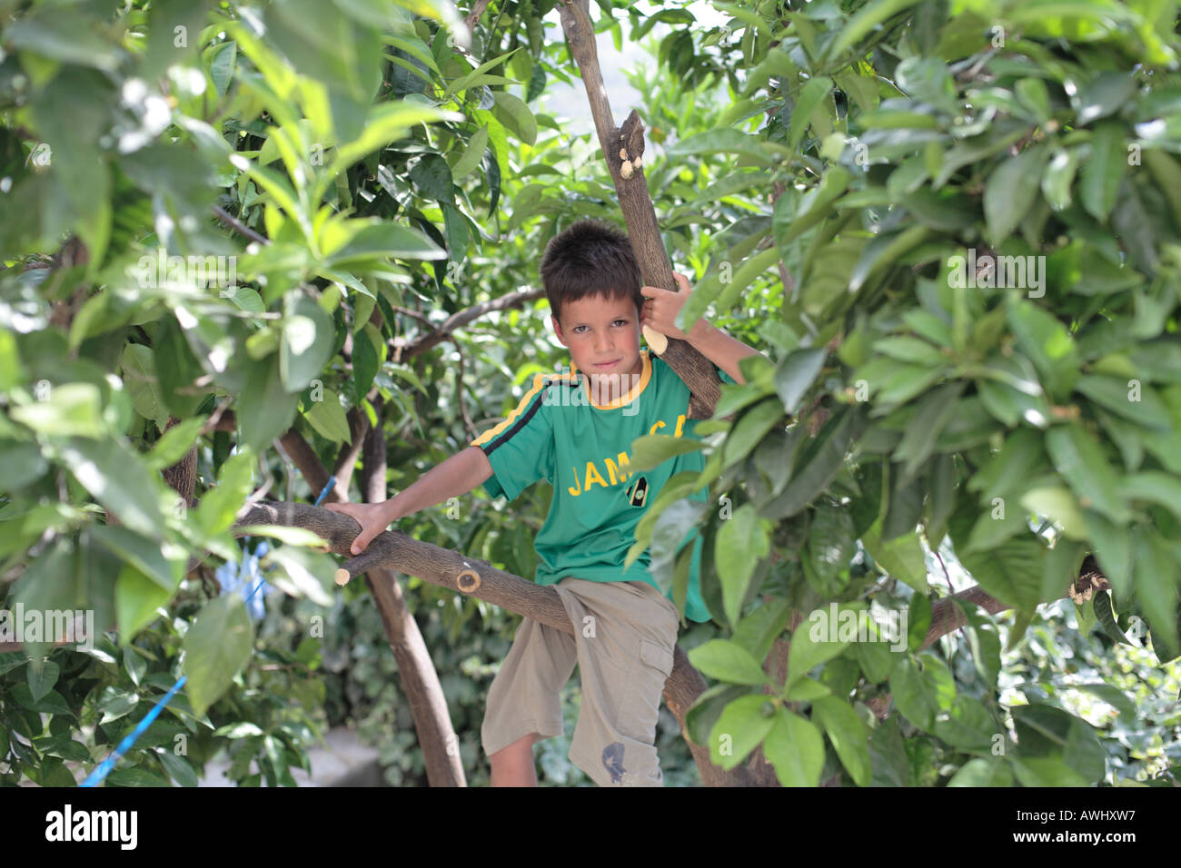 Italy Liguria Imperia boy climbing orange tree 8 years Stock Photo - Alamy