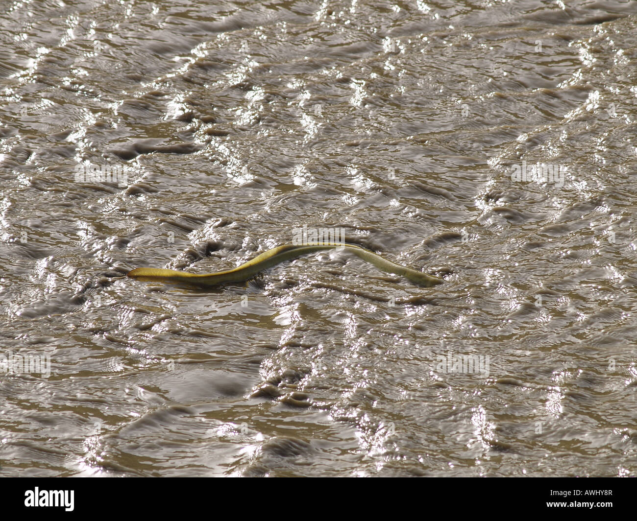 Swimming eel hi-res stock photography and images - Alamy