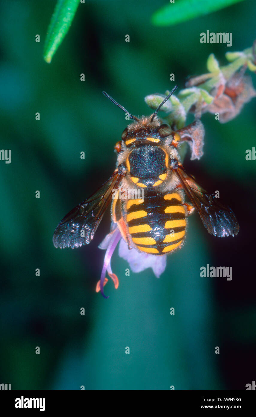 Anthidium hi-res stock photography and images - Alamy
