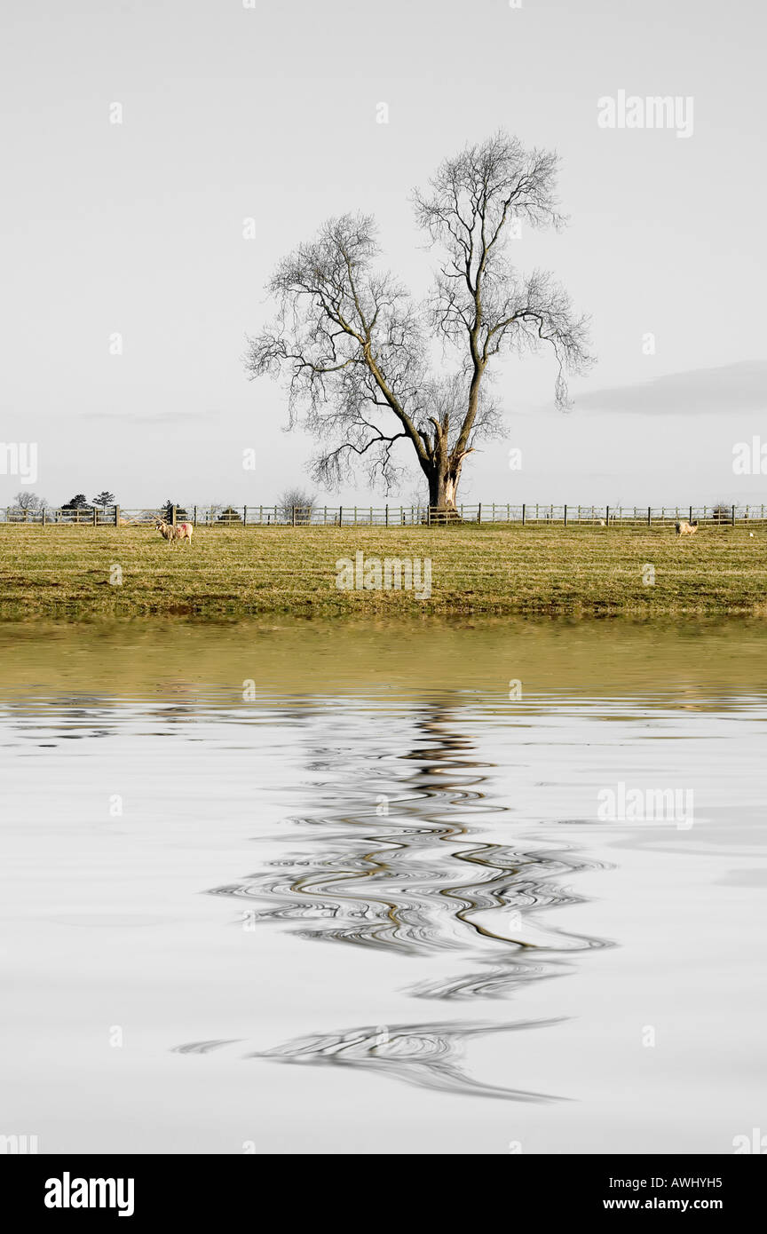 Large old leafless tree adjacent to a fence reflected in rippling water ...