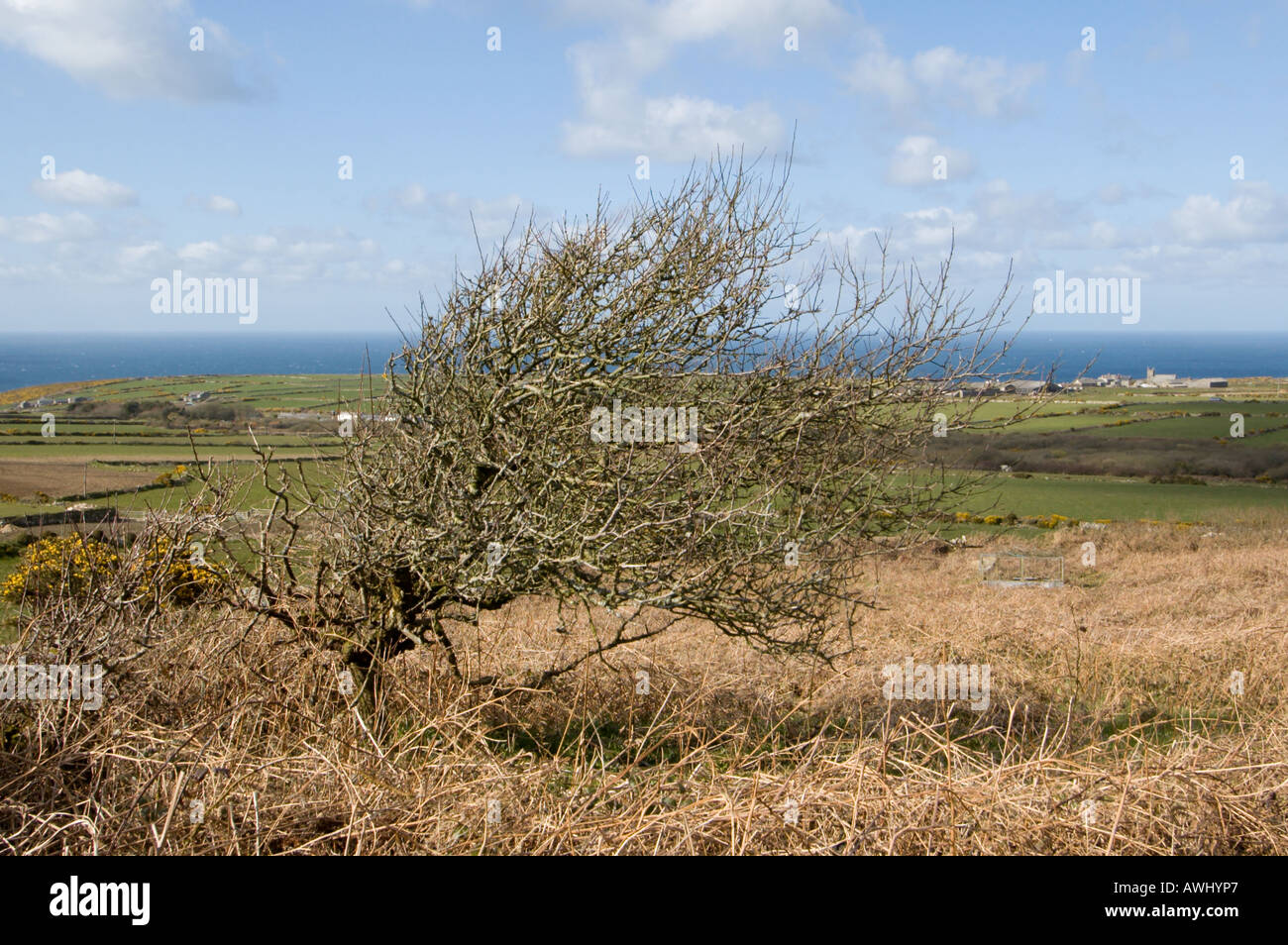 Wild windswept bush on the North Cornish Coast Stock Photo - Alamy