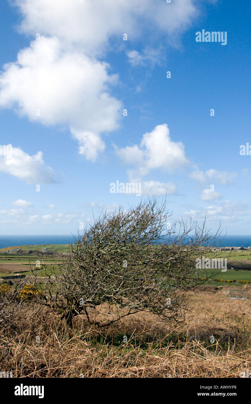 Wild windswept bush on the North Cornish Coast Stock Photo - Alamy