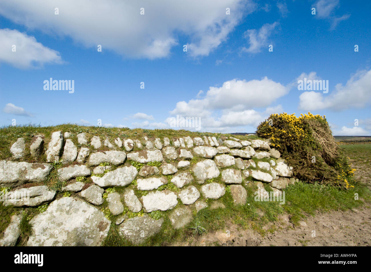 Cornish Dry Stone Wall with gorse Stock Photo - Alamy