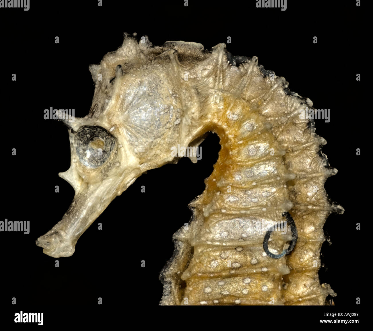 Dried Seahorse Skeleton Stock Photo - Alamy