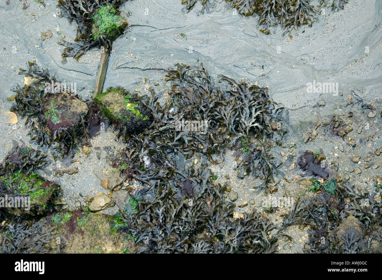 Seaweed on the beach Stock Photo - Alamy