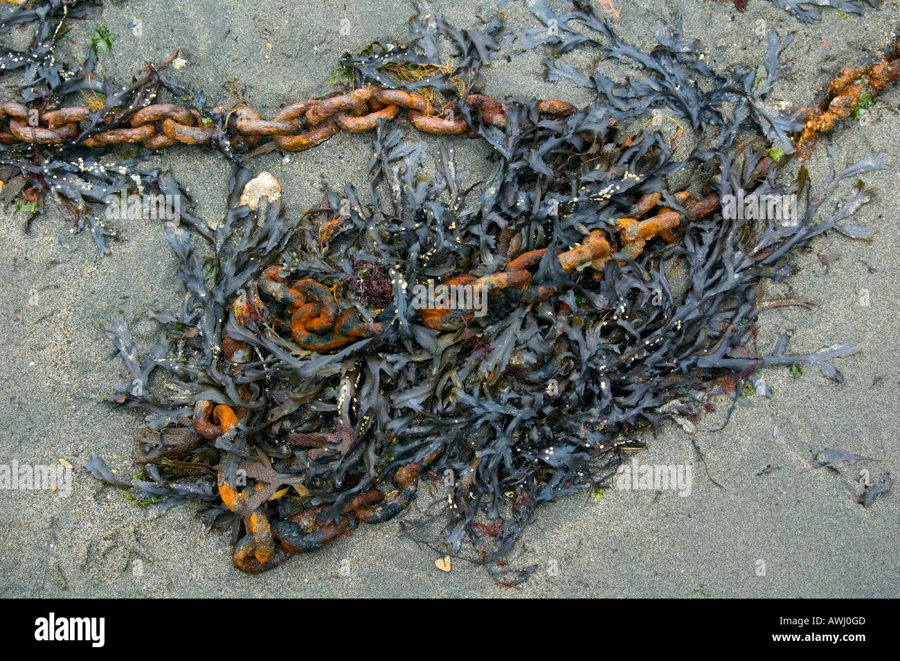 Seaweed & rusty chain on the beach Stock Photo - Alamy