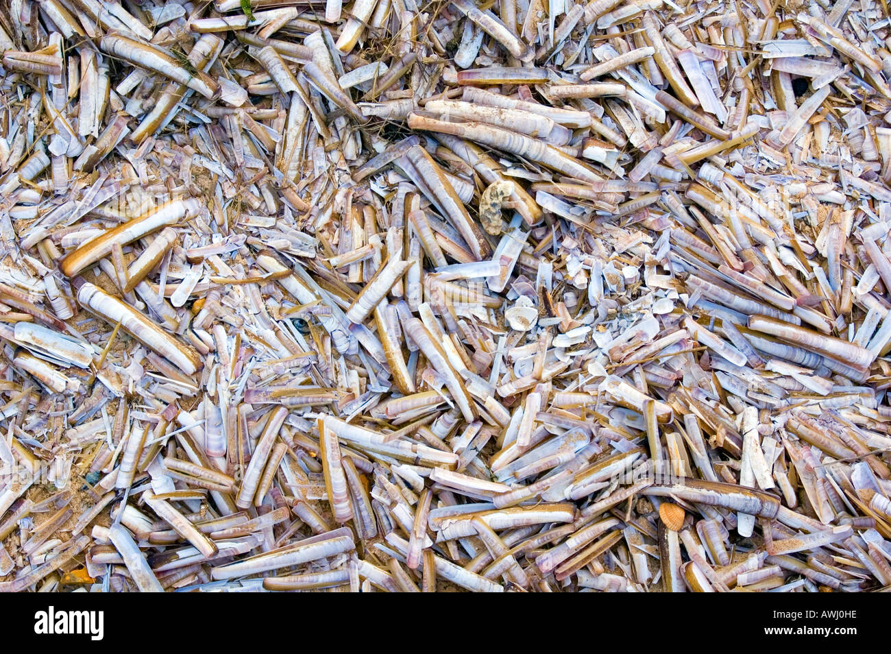 Multitude of razor shells on the beach Stock Photo - Alamy