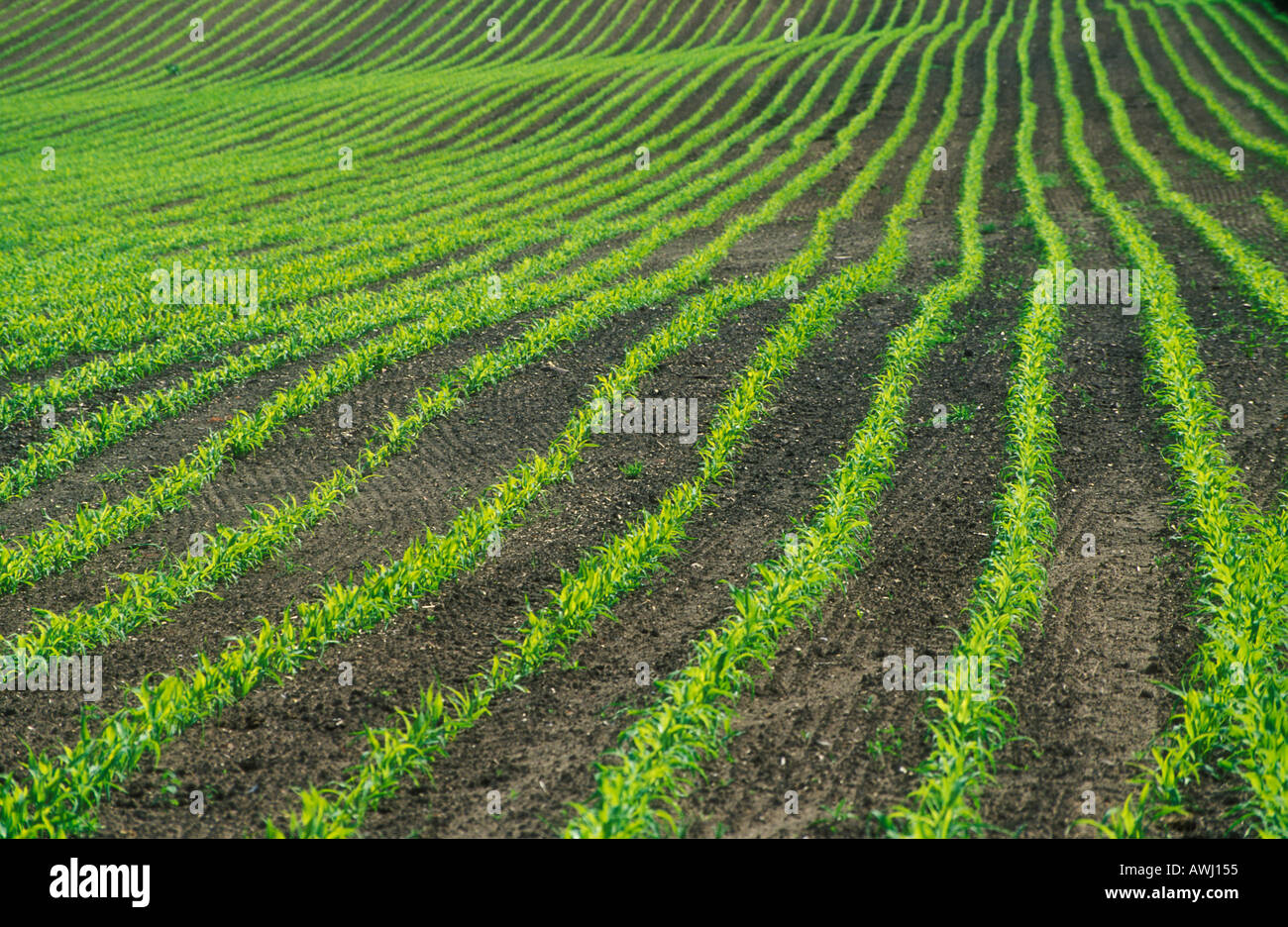 line rows of new Sprouting crops in newly planted field rural england ...