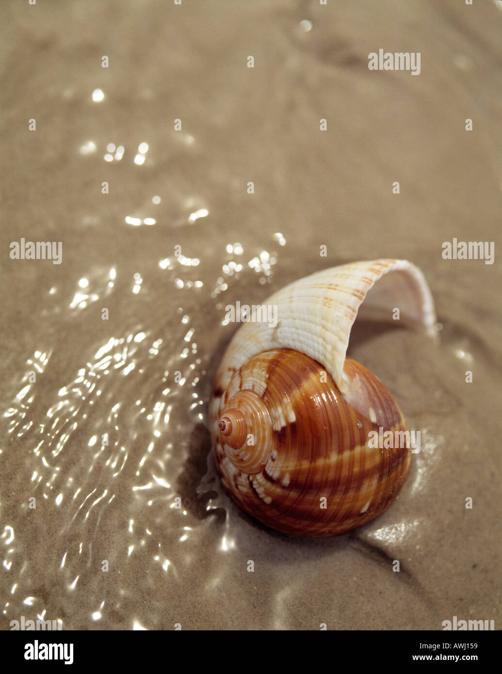 sea shell in sand rinsed by water Stock Photo - Alamy