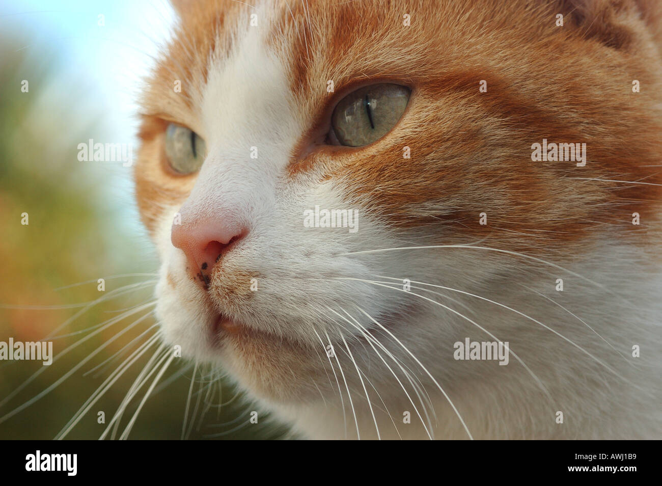 Tigger cat hi-res stock photography and images - Alamy