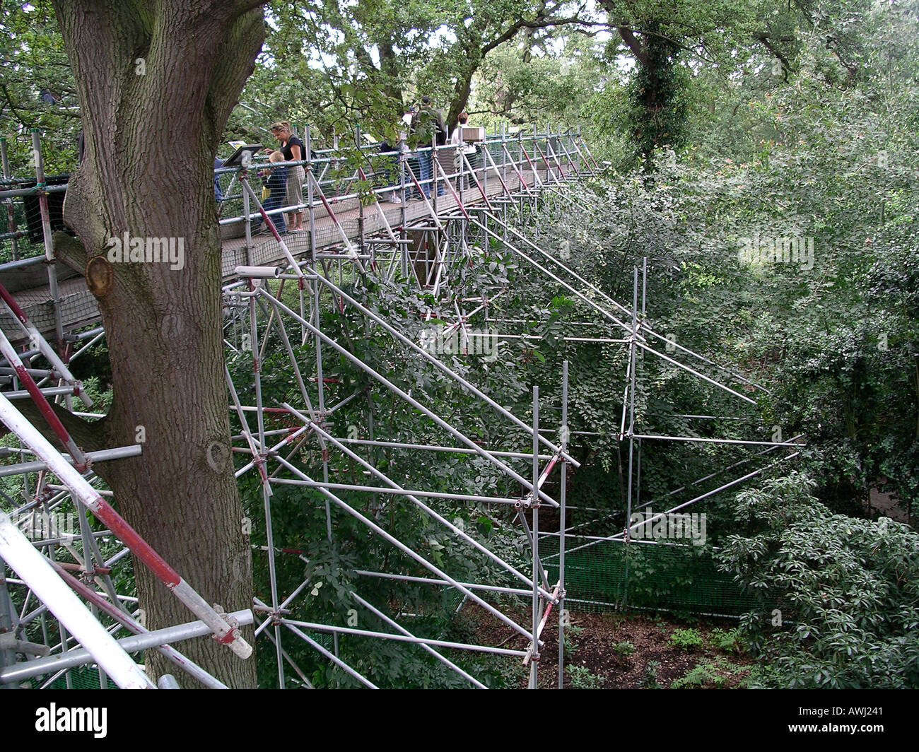 Treetop Walk Uk Stock Photos & Treetop Walk Uk Stock Images - Alamy