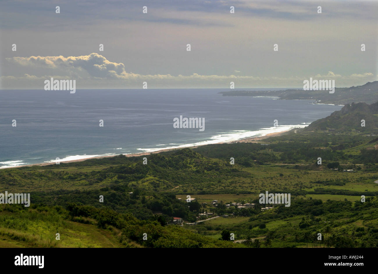 Barbados Cherry tree Hill view Stock Photo - Alamy