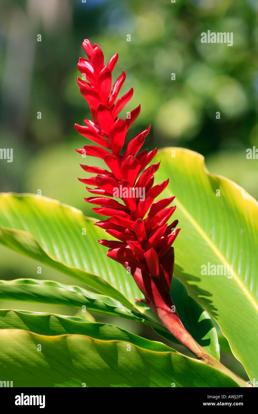 Red Ginger Hilo Island of Hawaii Stock Photo - Alamy