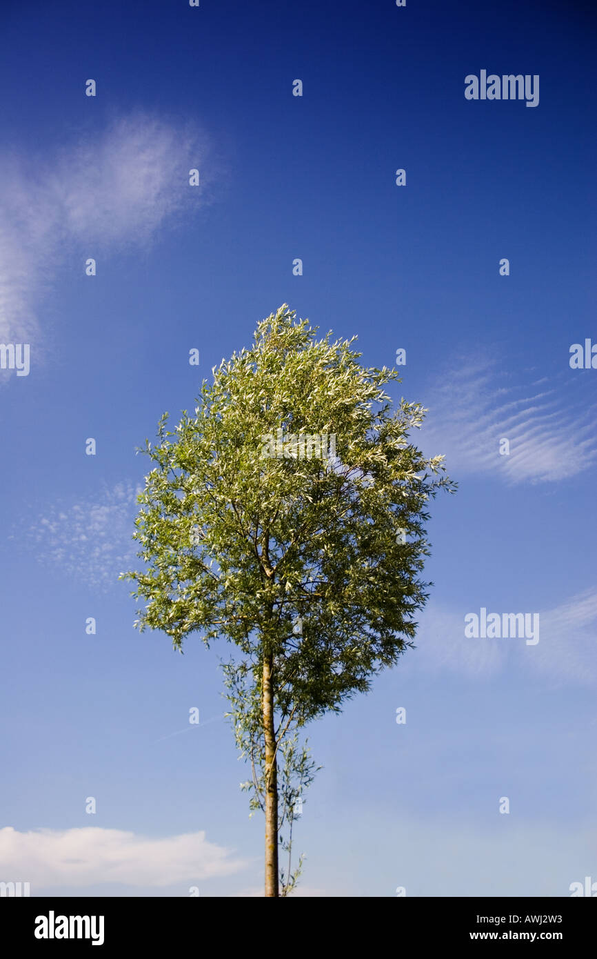 single tree shrub young leaves fresh one alone own trunk stem twig oval ...