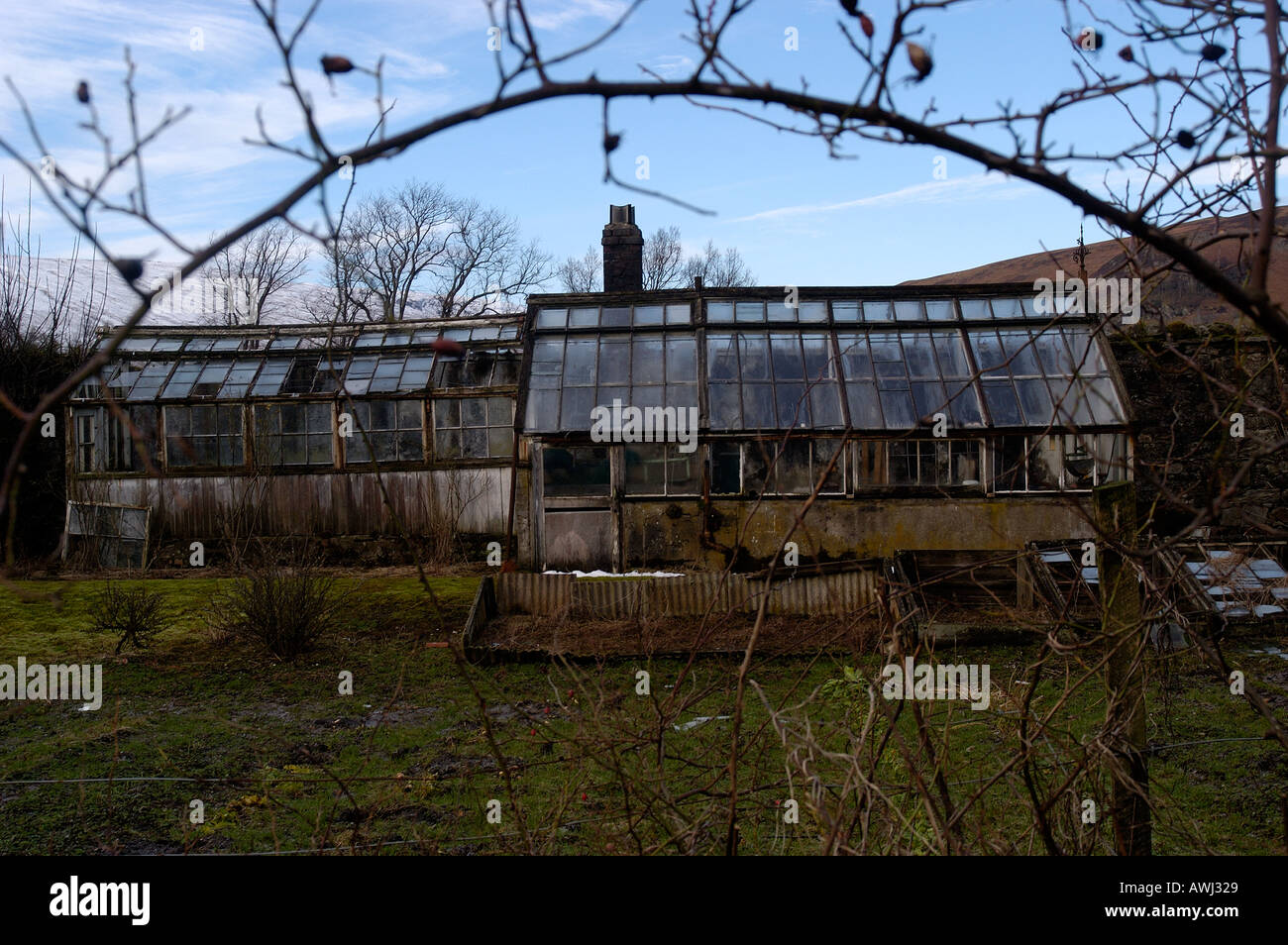 run down greenhouse shot through arch of brambles Stock Photo - Alamy
